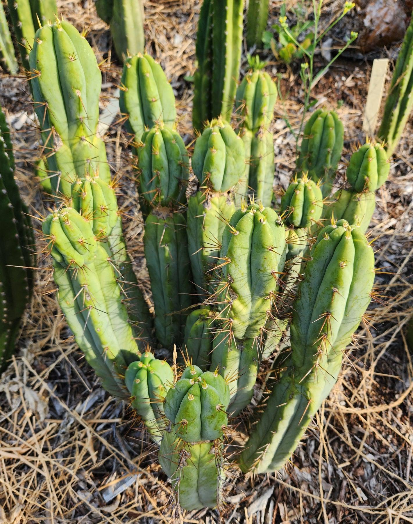 #EC28 EXACT Trichocereus OTB "Old Town Bridgesii" Cactus cutting 8-10"