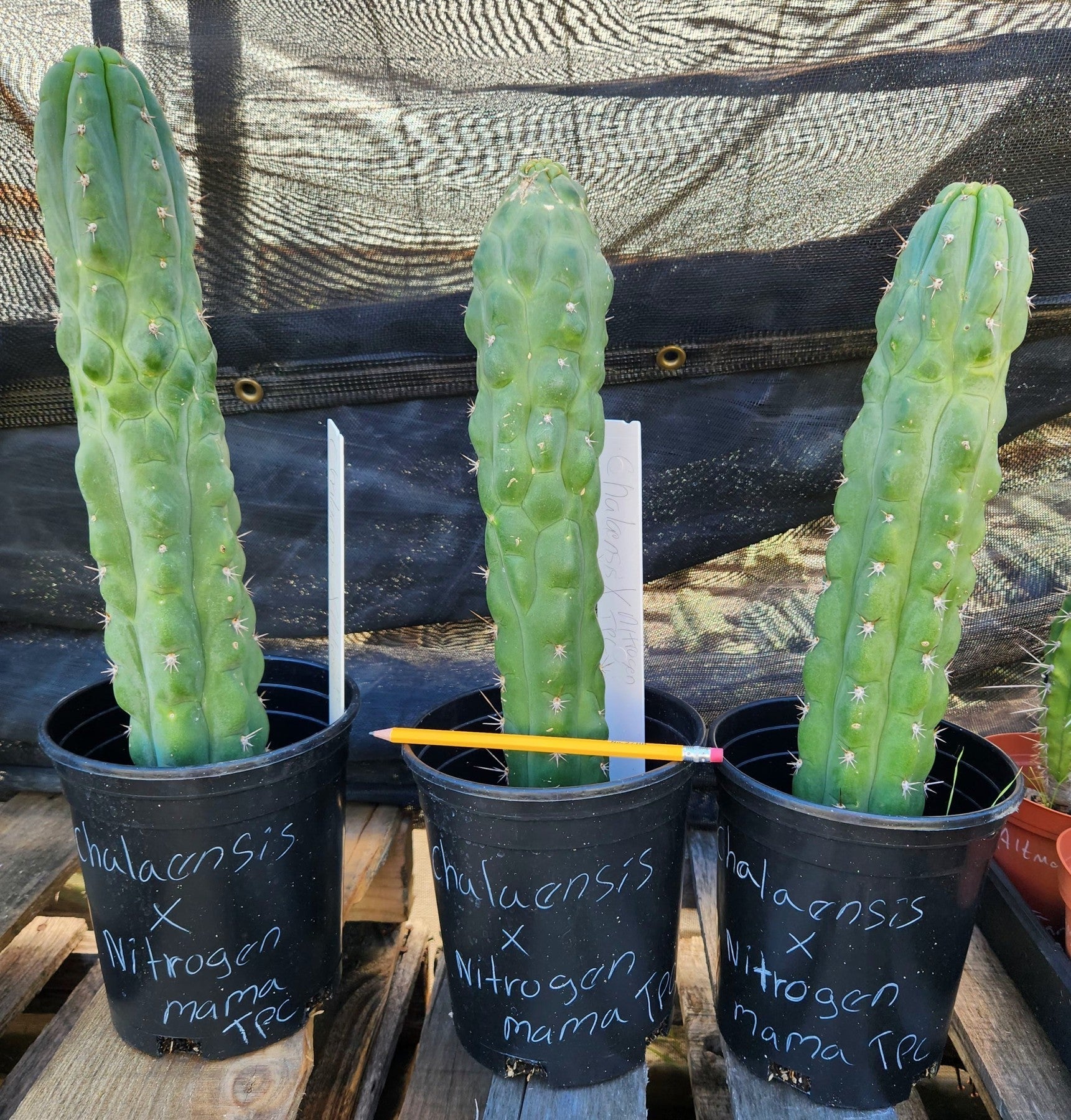 #EC301 EXACT Trichocereous Chalaensis X Nitrogen Mama TPC Cactus Cutti