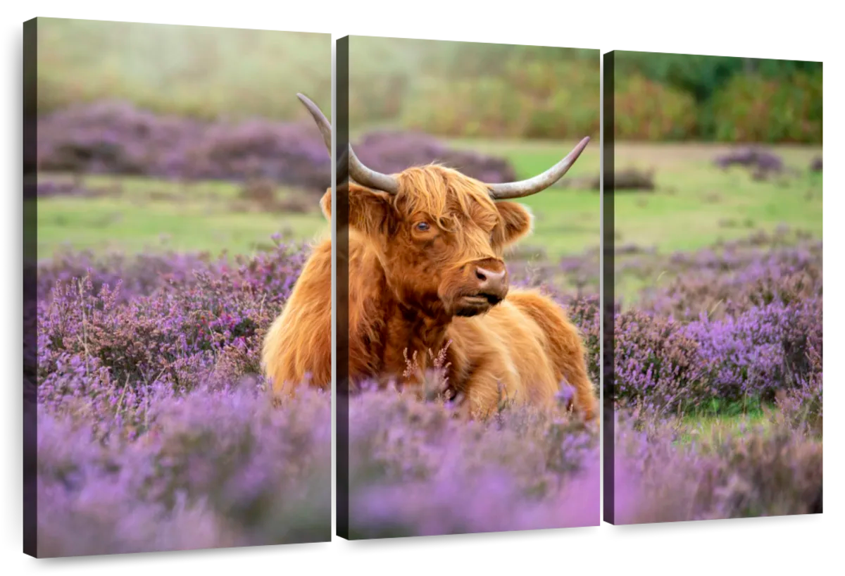 Highland Cow Paradise Wall Art