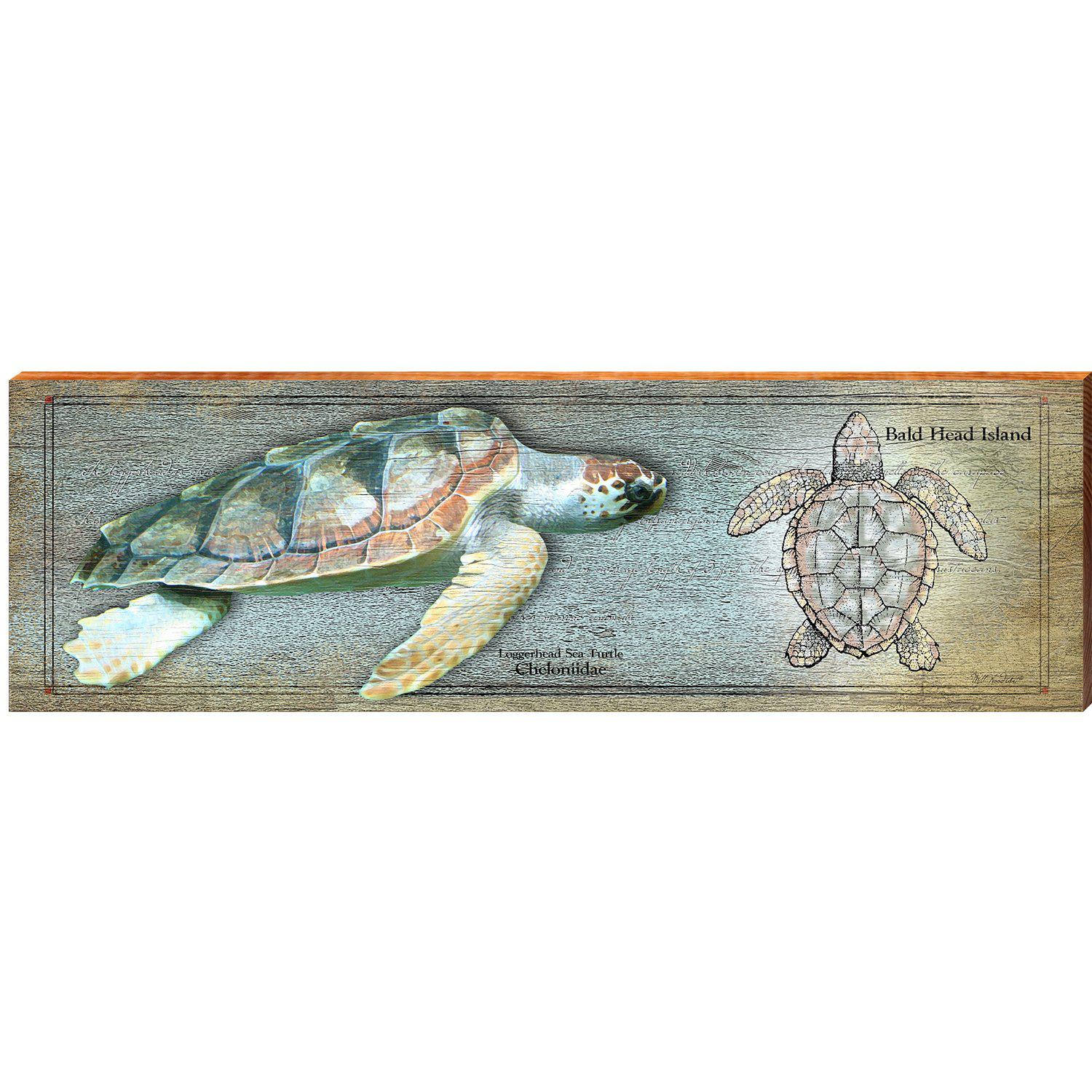 Bald Head Island Loggerhead Sea Turtle Study | Wall Art Print on Real