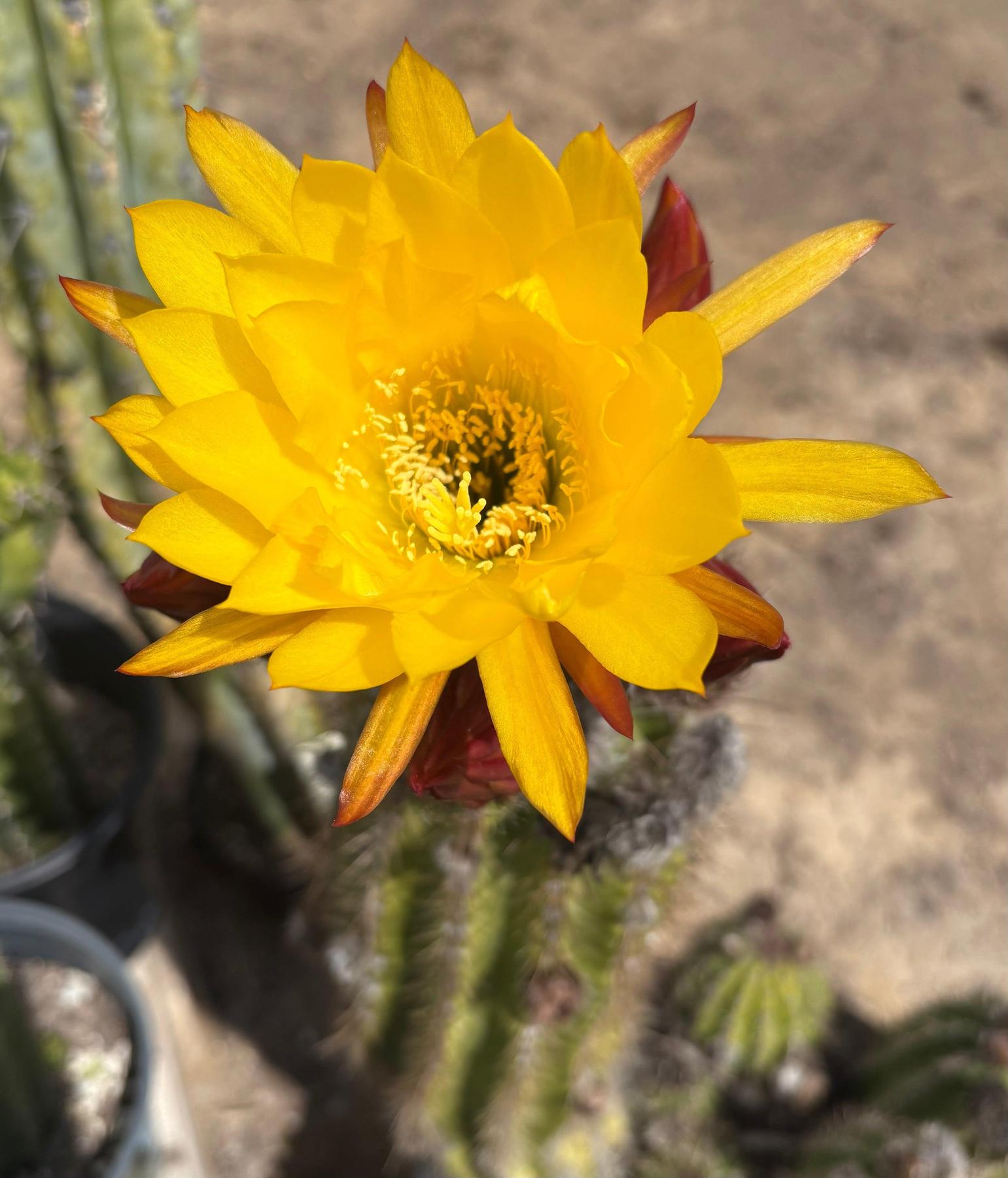 #EC08 EXACT Trichocereus Grandiflorus hybrid SunFlower Cactus Cutting