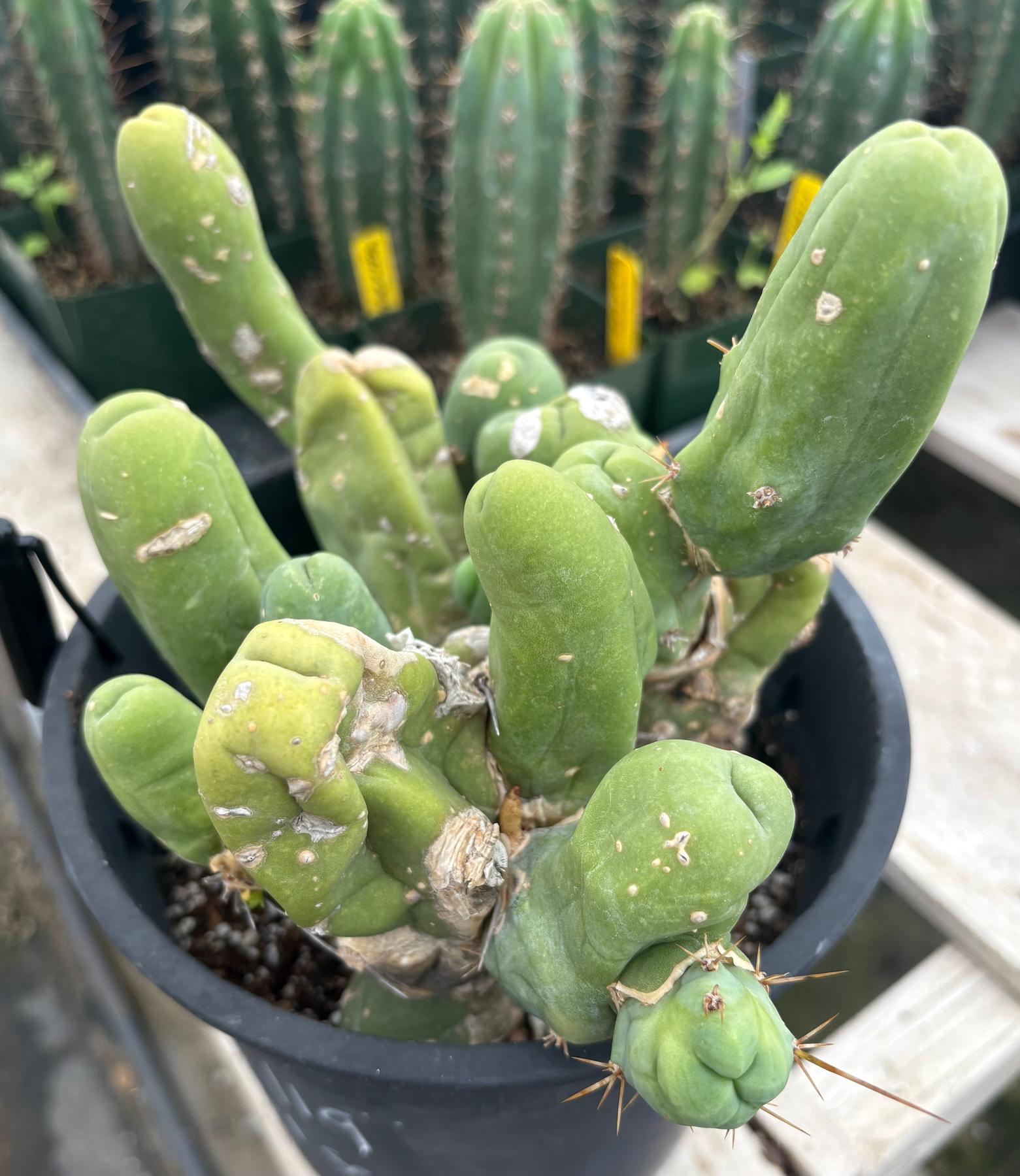 #EC119 EXACT Trichocereus Bridgesii Monstrose TBM Ornamental Cactus 18