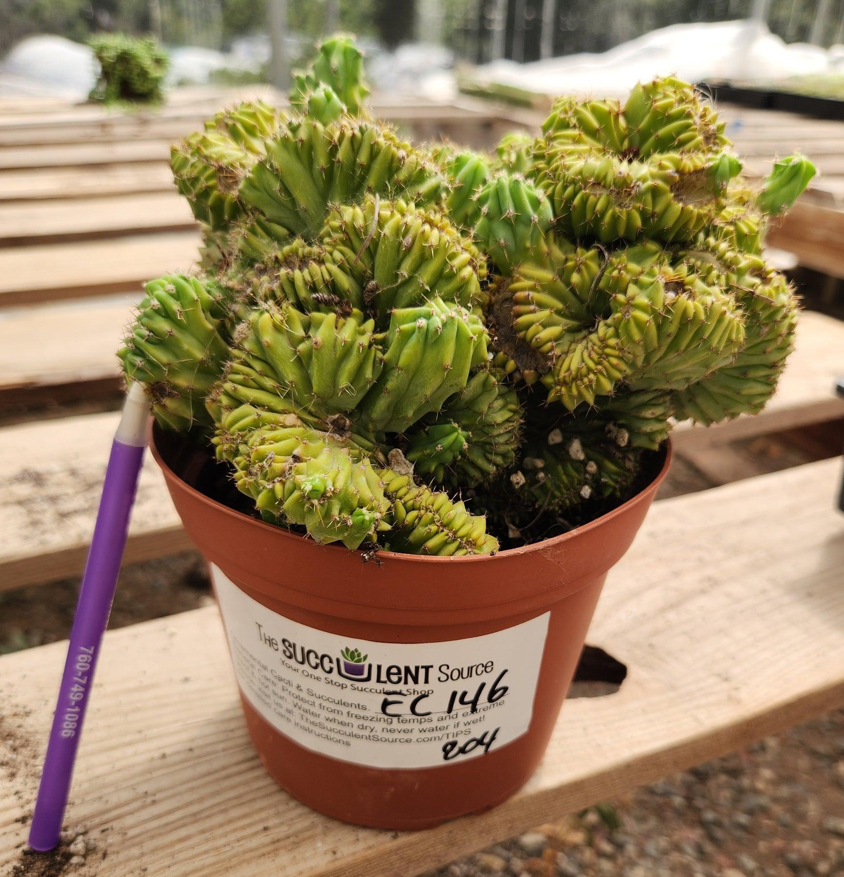 #EC146 EXACT Myrtillocactus Geometrizans Elite Crested Cactus