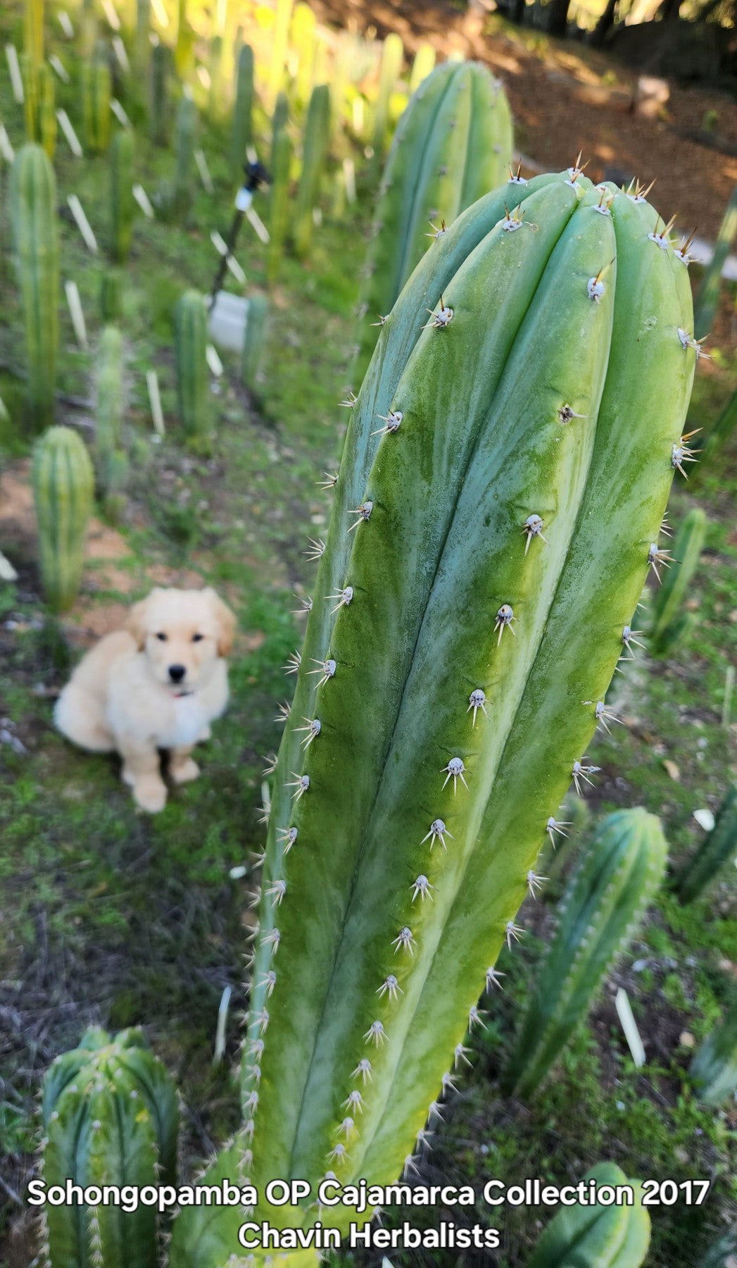 #EC315 EXACT Trichocereus Pachanoi Sohongopamba OP Cactus Cutting 8"
